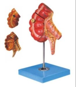 Appendix and Caecum Model Natural Size megmedius medical | Meg Medius