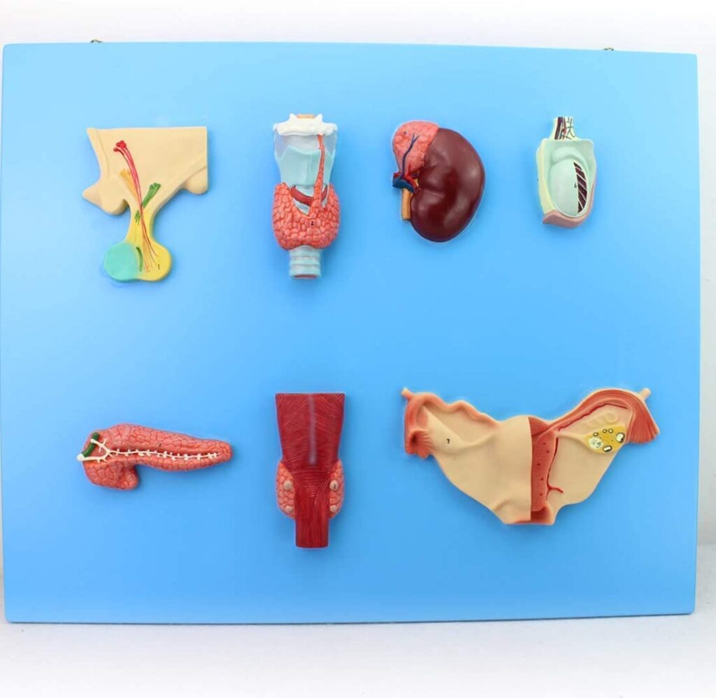Endocrine Organ Model, Human Digestive System Pituitary Thyroid Adrenal ...