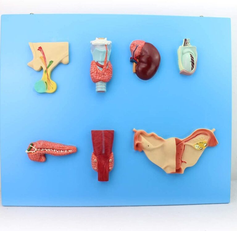 Endocrine Organ Model, Human Digestive System Pituitary Thyroid Adrenal ...