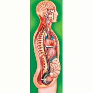 Sympathetic Nervous System Model | Meg Medius